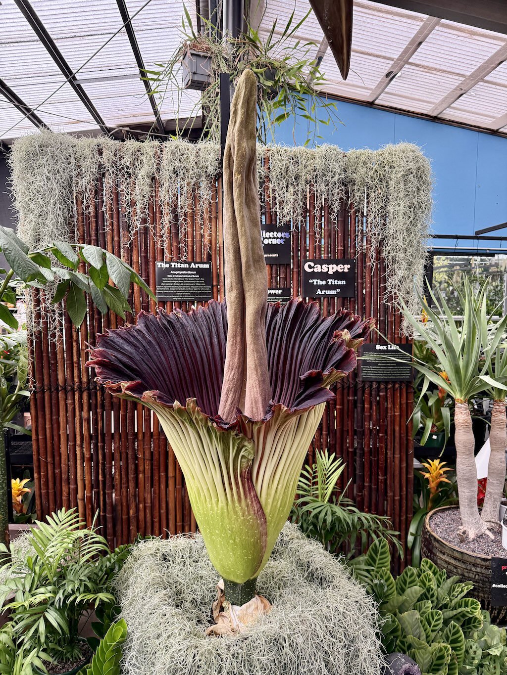 Casper the Corpse Flower - Melbourne Pollen