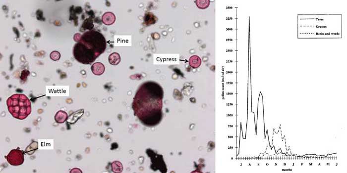 Is the pollen season the same from year to year? - Melbourne Pollen