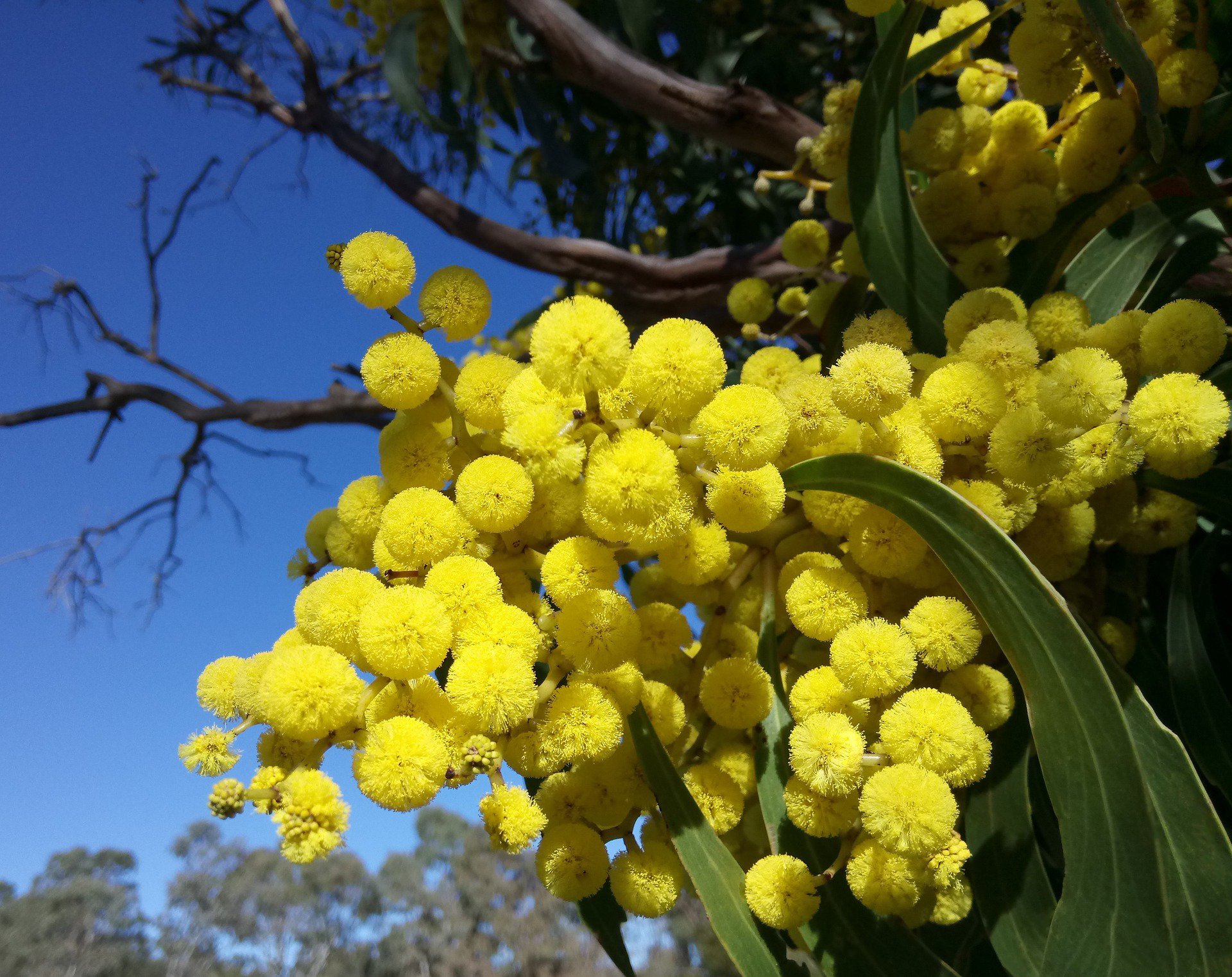National Wattle Day - Melbourne Pollen